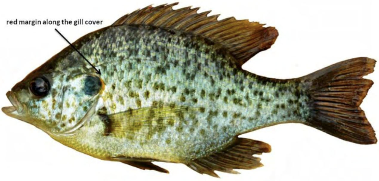 Redear Sunfish | Mississippi Department of Wildlife, Fisheries, and Parks